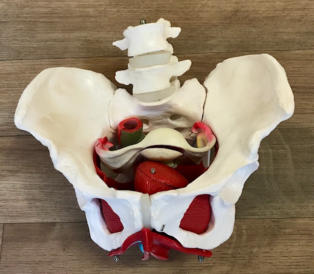 Pelvic health - Lynda Lovatt